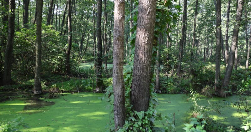 Grass and Trees in the Swamp in the Summer Stock Footage - Video of ...