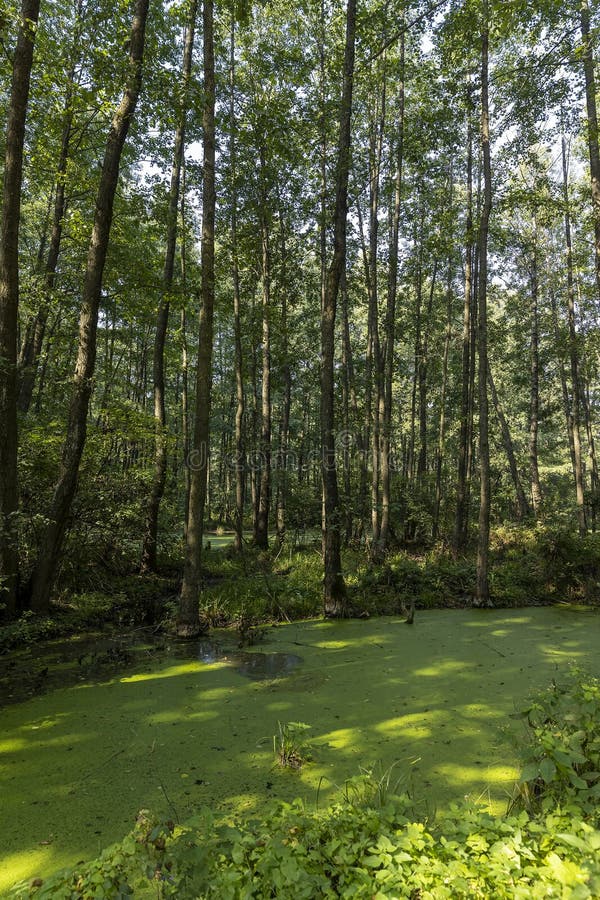 Grass and Trees in the Swamp in the Summer Stock Image - Image of ...