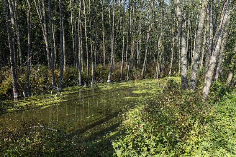 Grass and Trees in the Swamp in the Summer Stock Image - Image of ...