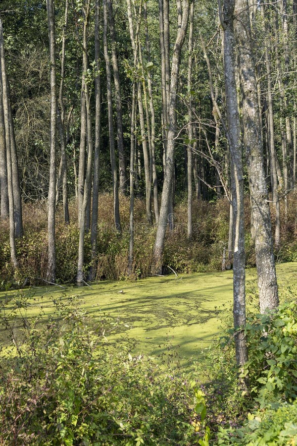 Grass and Trees in the Swamp in the Summer Stock Image - Image of ...