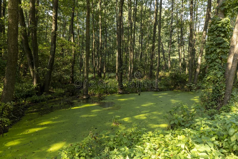 Grass and Trees in the Swamp in the Summer Stock Photo - Image of moss ...