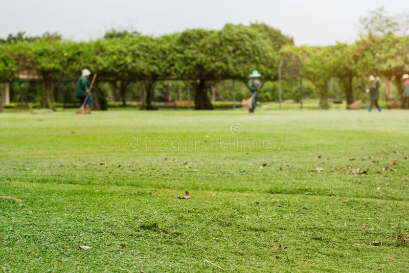 Grass Trimmed with Women Sweeping. Stock Image - Image of leaves, park ...