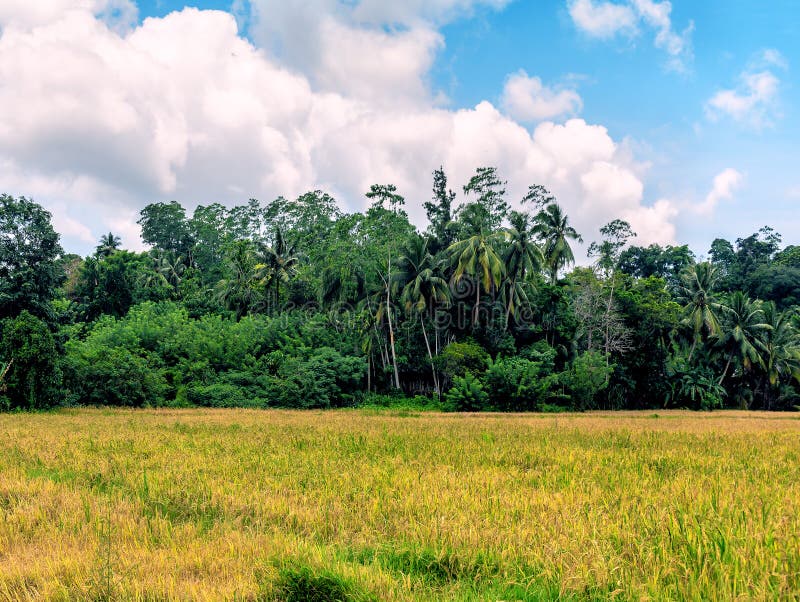 Grass and tropical jungle stock image. Image of vintage - 134219835