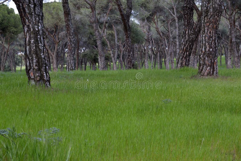 Grass and trunks stock photo. Image of spain, nature - 47314352