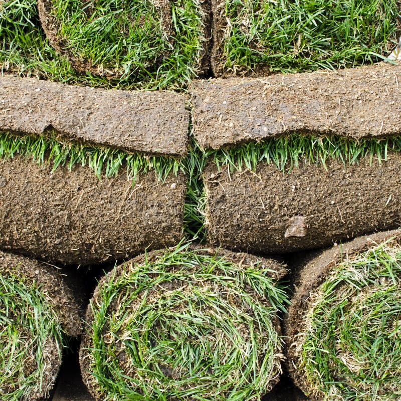 Grass turf stock image. Image of landscaping, closeup - 30714569