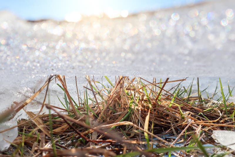Grass under ice stock image. Image of macro, beauty - 119239419