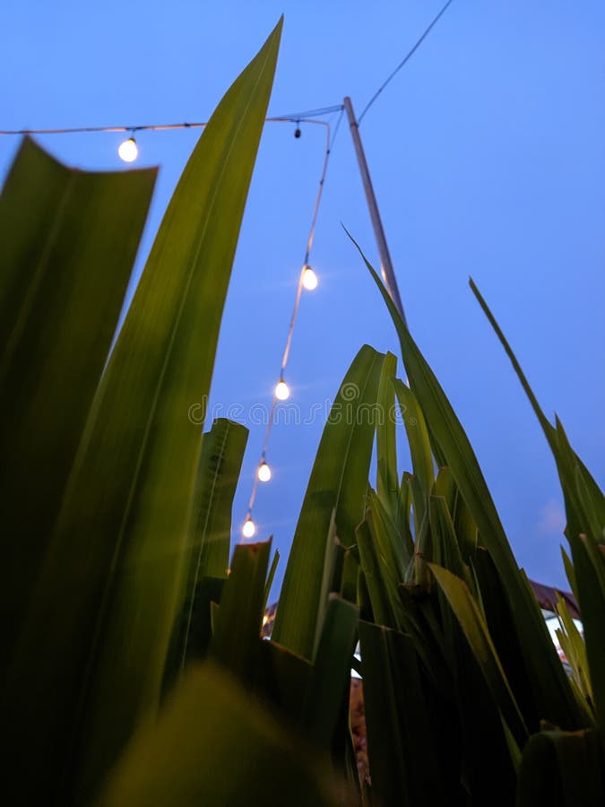 Grass under the light stock photo. Image of aestetic - 262540566