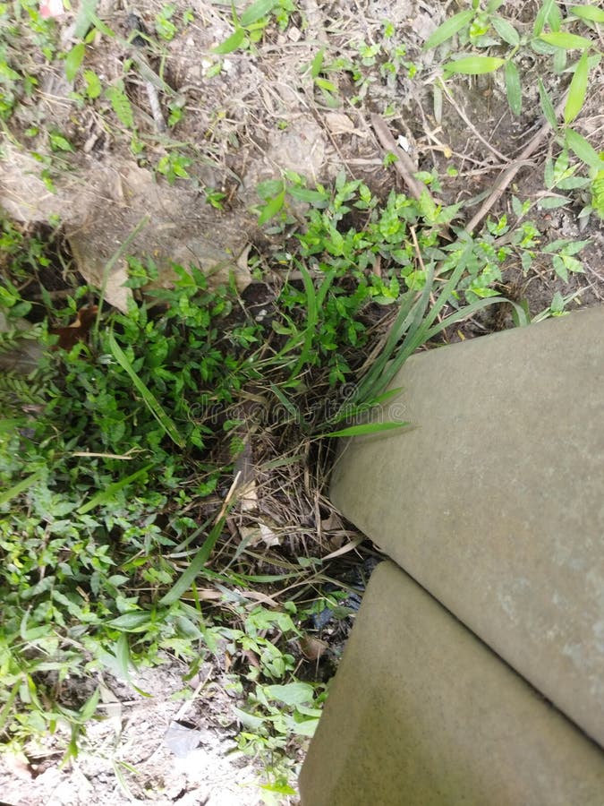 The Grass Under the Pillars Stock Photo - Image of beautiful, pillars ...