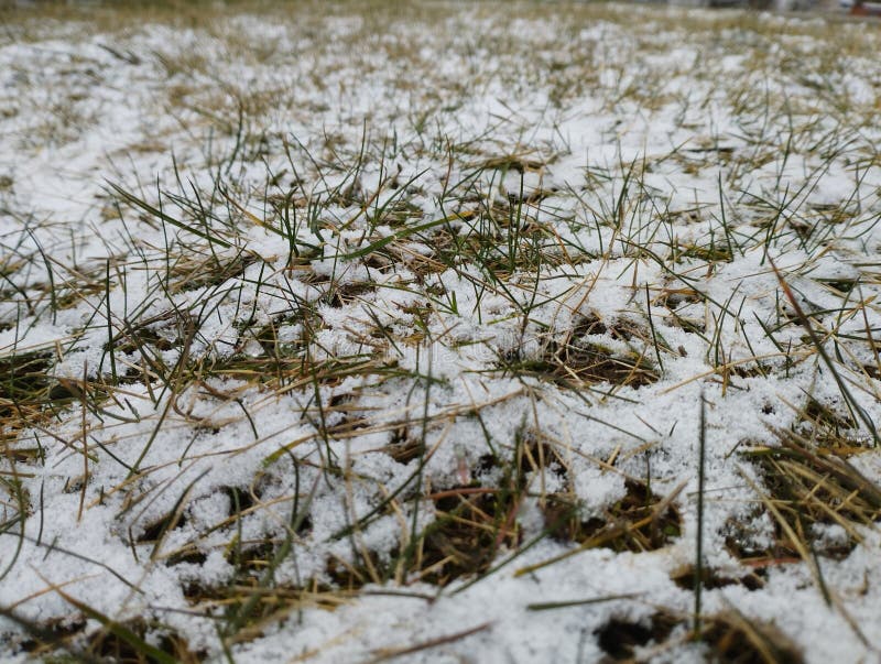 Grass under the snow stock photo. Image of nature, winter - 270558576