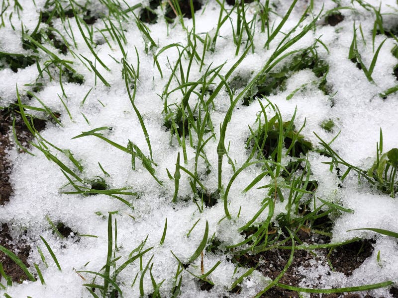 Grass Under Snow. Green Grass Dusted with Snow Stock Photo - Image of ...