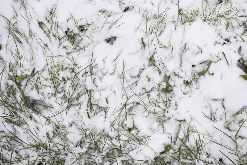 Grass under snow stock photo. Image of decoration, grass - 83949510
