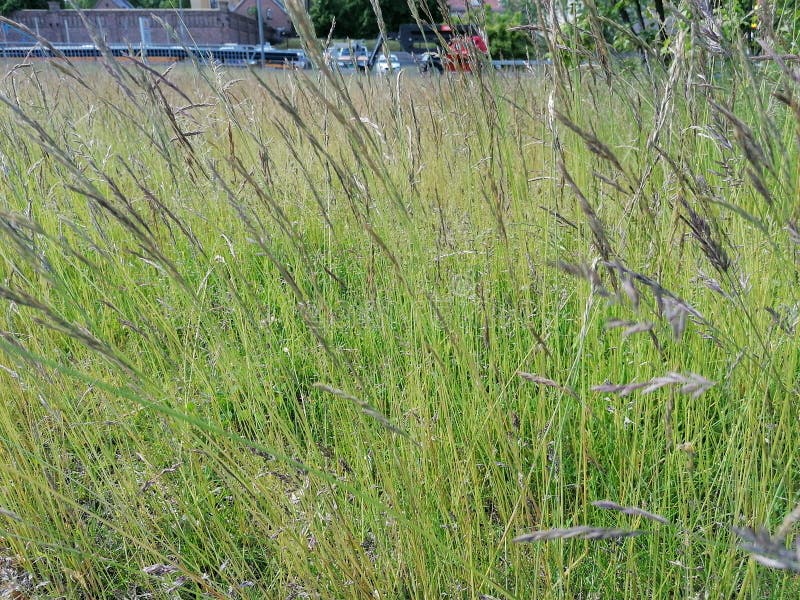 Grass up close stock image. Image of agriculture, pasture - 186657875