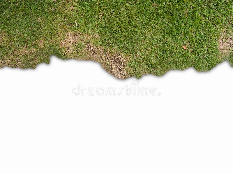 The Grass is the Upper Edge of the Frame, Isolated Background. Stock ...