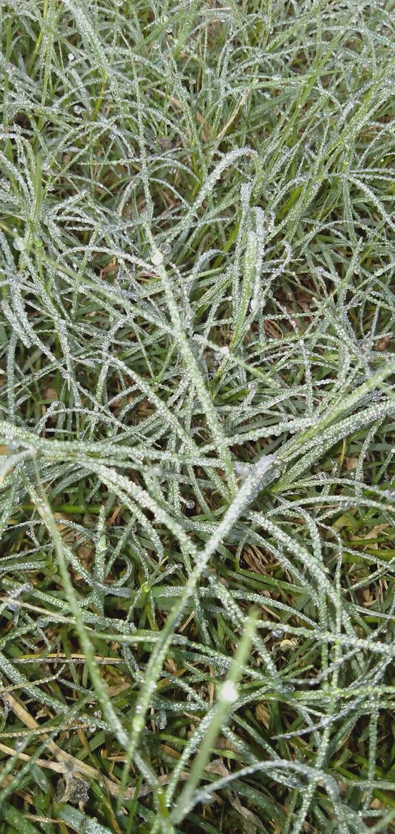 Grass stock image. Image of upper, grass, side, drope - 134897101