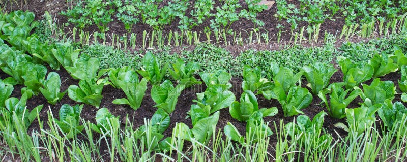 Grass and vegetable farm stock image. Image of background - 40514435