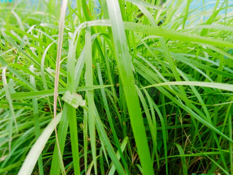Grass Vegetable Prairie Green Stock Image - Image of vegetable, crop ...