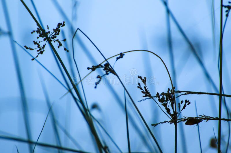 Grass and Vegetation on Blue Background Stock Photo - Image of foliage ...
