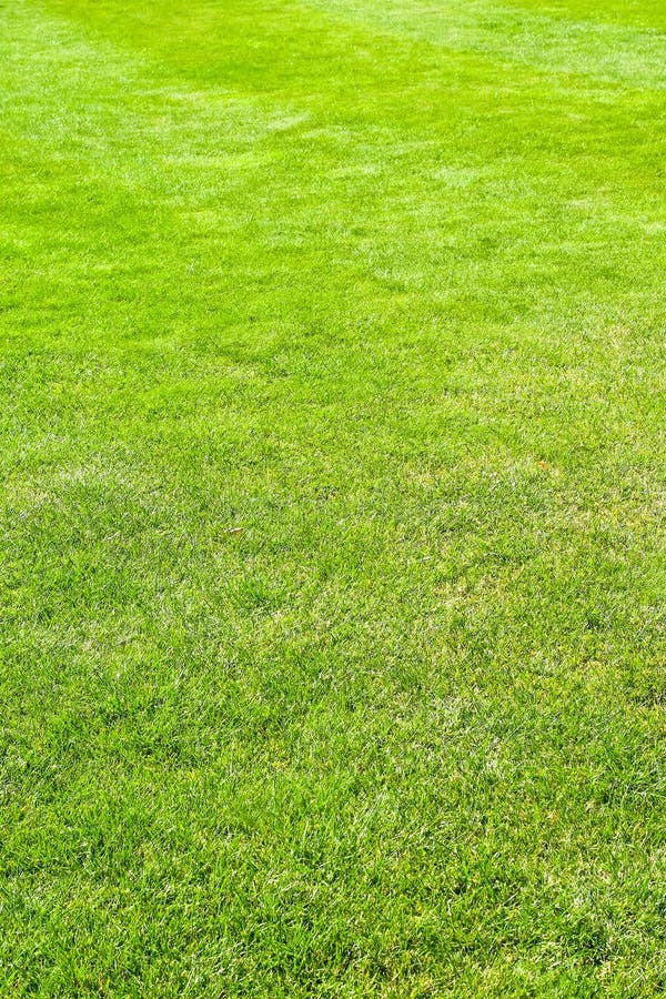 Grass vertical stock image. Image of grassland, field - 14927951