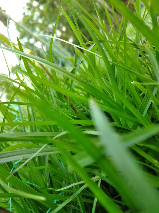 Grass Top View, Seamless Texture Stock Photo - Image of park, seamless ...