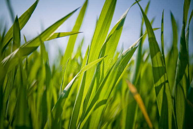Grass View stock photo. Image of blade, stem, close, view - 2293556