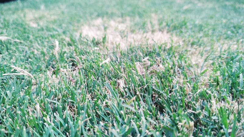 Grass View with High Resolution and Best Colour Stock Image - Image of ...