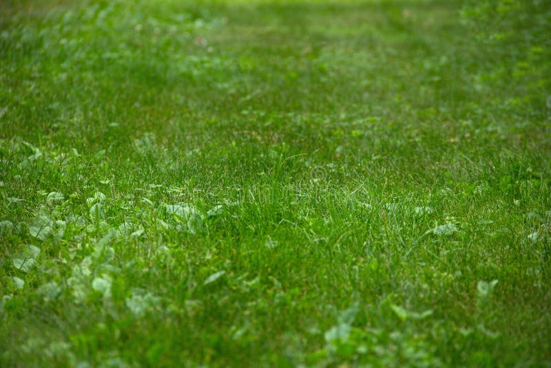 Grass Top View, Seamless Texture Stock Photo - Image of park, seamless ...