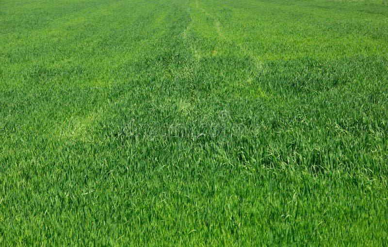 Grass View with Shallow Depth of Field Stock Photo - Image of plant ...