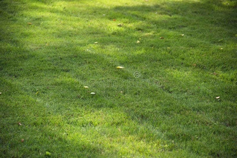 Grass View with Shallow Depth of Field Stock Photo - Image of front ...