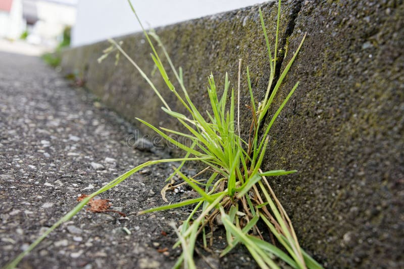 Grass on Village Roadside Curb Stock Image - Image of foliage, road ...