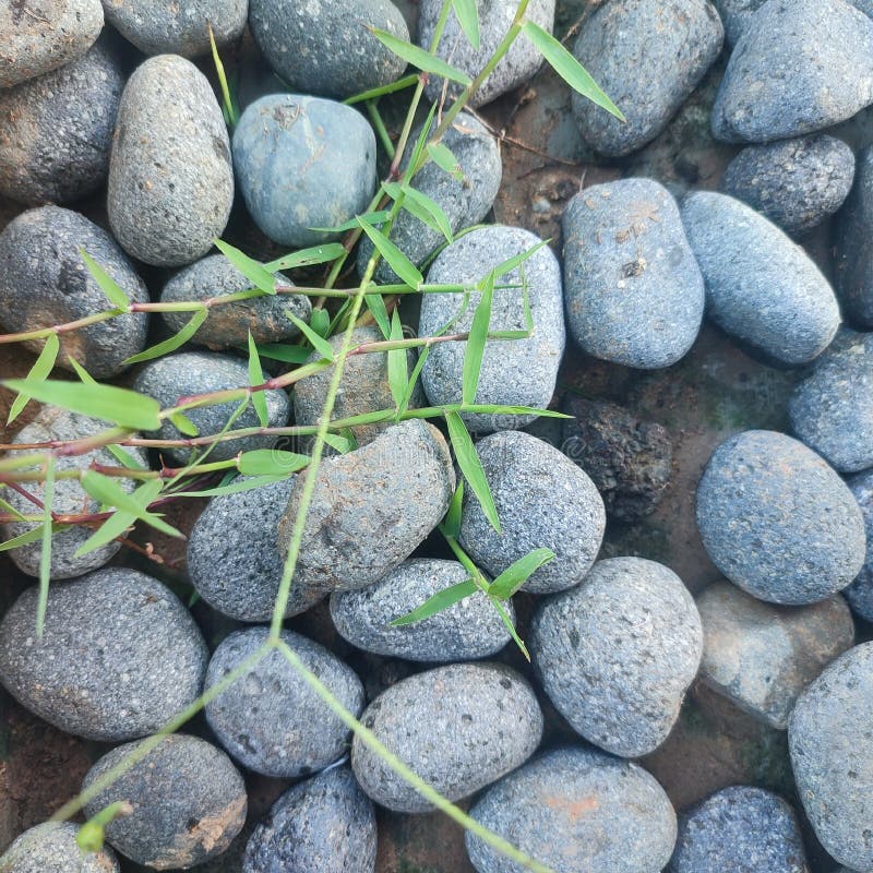 Grass vines over the rocks stock photo. Image of rock - 269792256