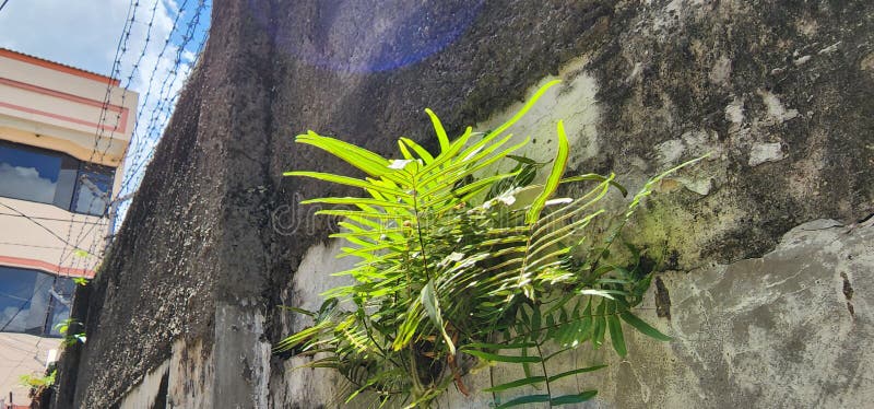 Grass on the Wall & X28;pakis& X29; in the Middle City Stock Image ...