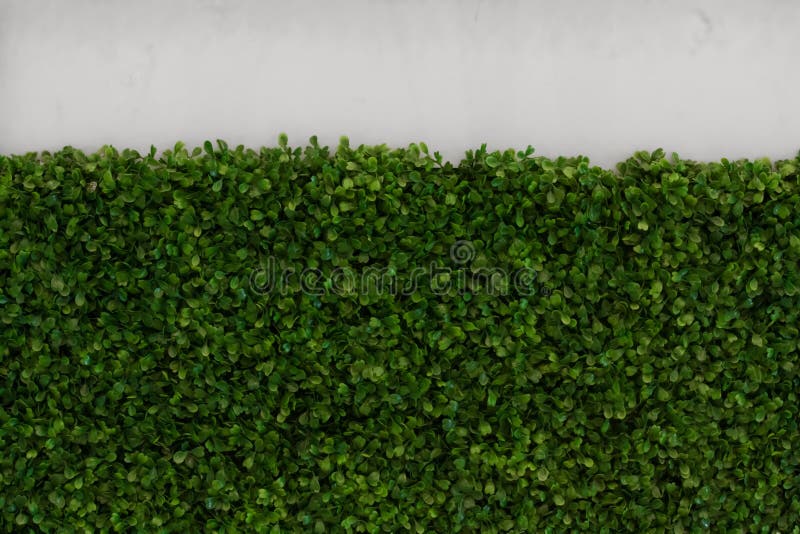 Grass and wall Texture stock image. Image of color, patio - 44270813