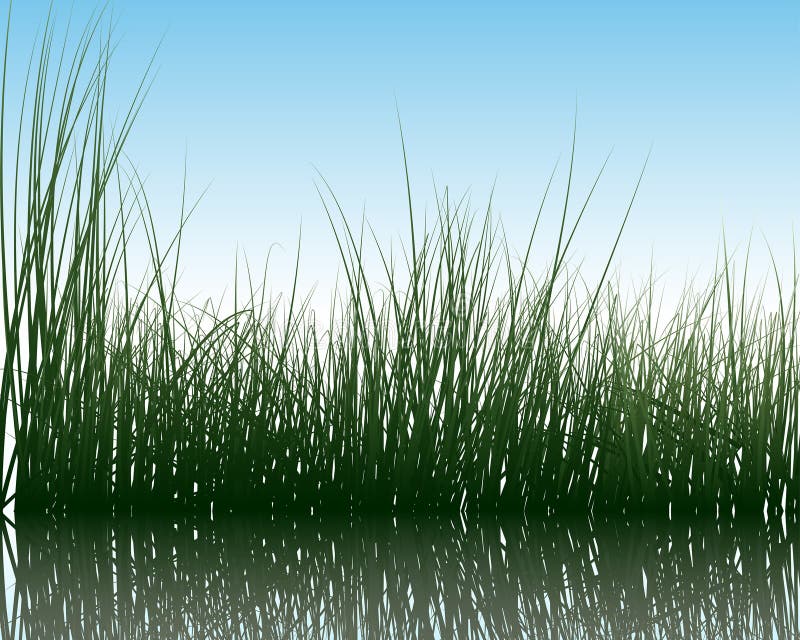 Grass on water stock vector. Illustration of growth, element - 11355356