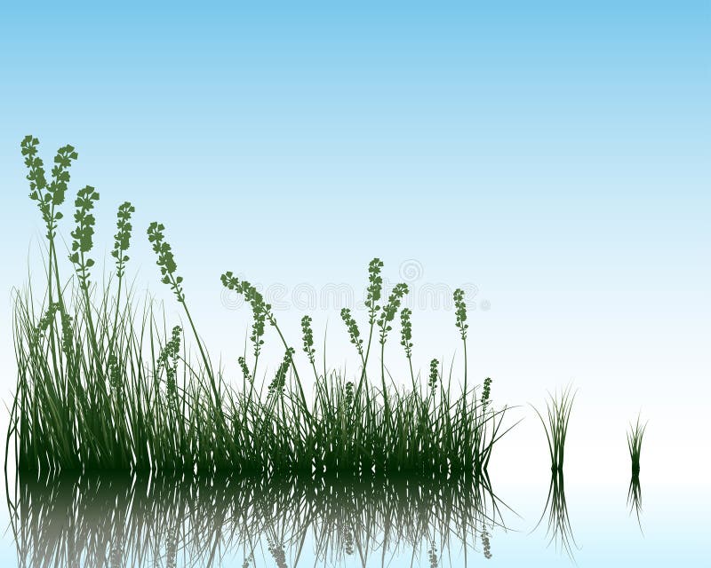 Grass on water stock vector. Illustration of growth, element - 11355356