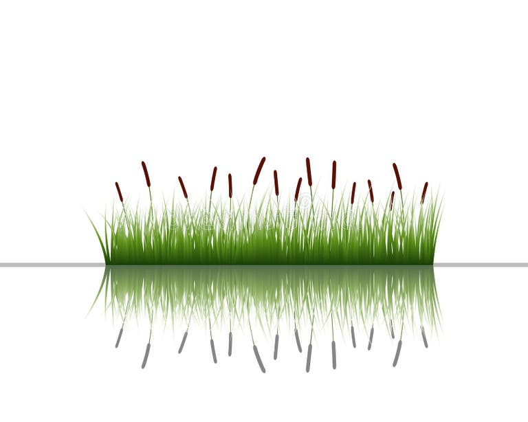 Water Grass Drawing Stock Illustrations – 28,607 Water Grass Drawing ...