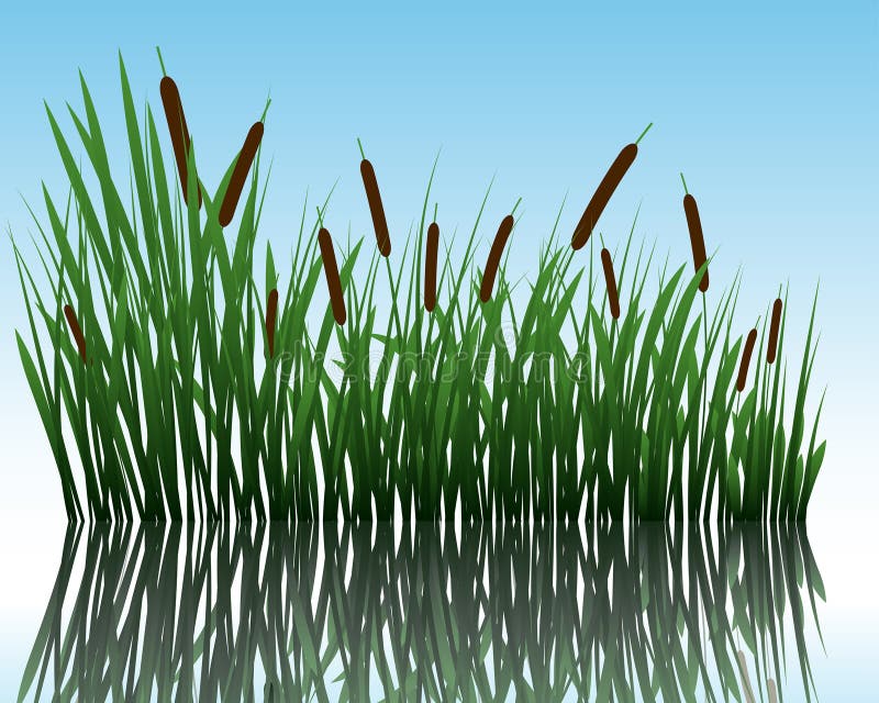Grass on water stock vector. Illustration of growth, element - 11355356
