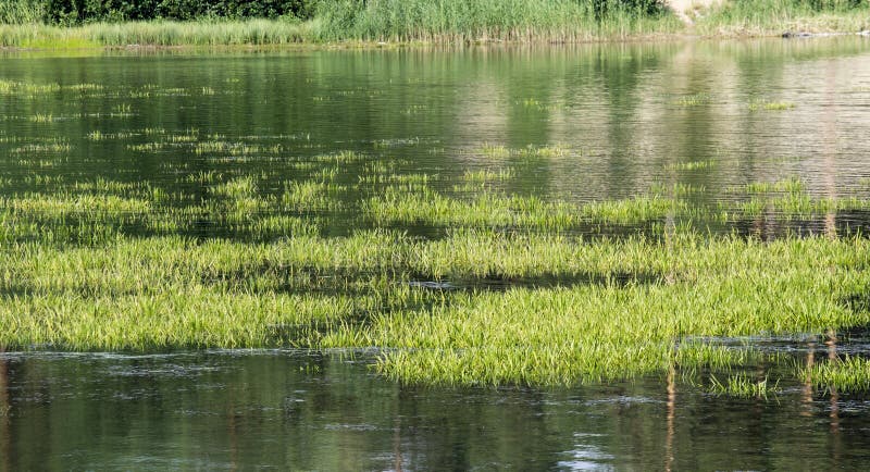 Grass in the Water. Lake Landscape Stock Photo - Image of lakes ...