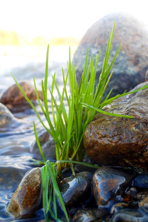 Grass on Water and Stones and Water Stock Photo - Image of nature, rock ...