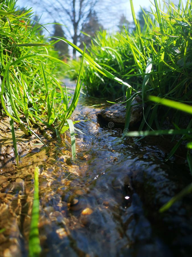 Grass and Water Stream in the Park Stock Photo - Image of jungle, park ...