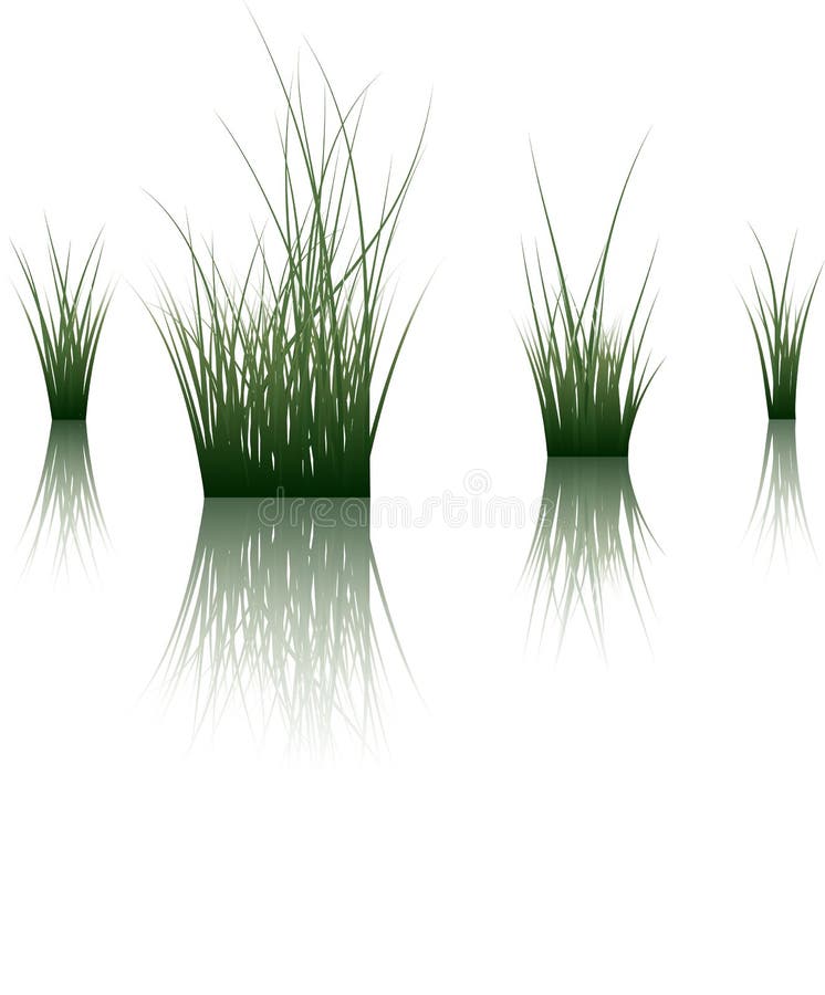 Grass on water stock vector. Illustration of grassland - 10853793