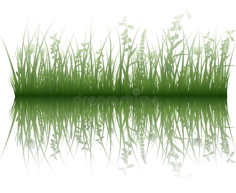 Grass on water stock vector. Illustration of grassland - 10853793