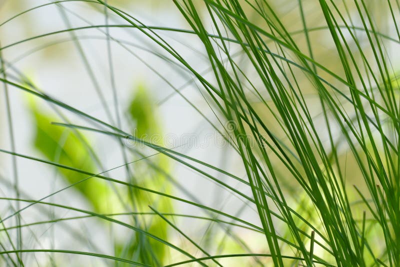 Grass at Waterside of the Pond Stock Image - Image of nature, beautiful ...