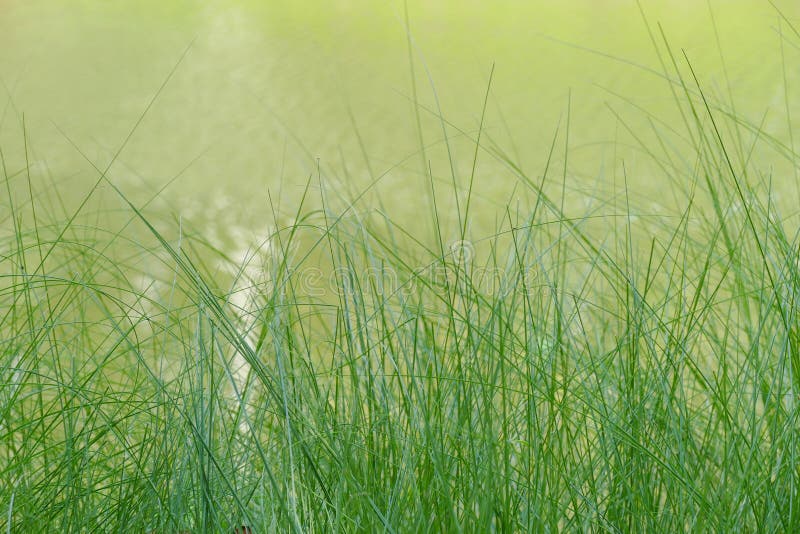 Grass at Waterside of the Pond Stock Image - Image of water, green ...