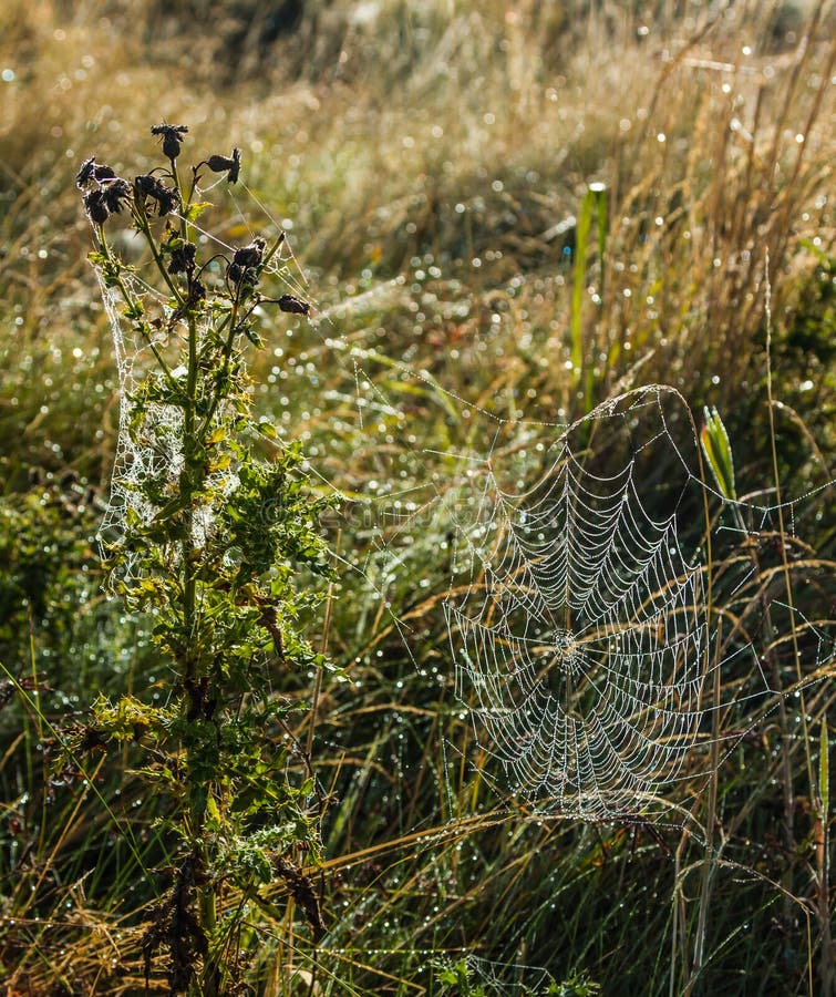 Grass Web stock image. Image of trap, pattern, natural - 51978155