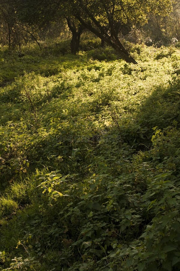 Grass weed field in nature stock photo. Image of morning - 46552202