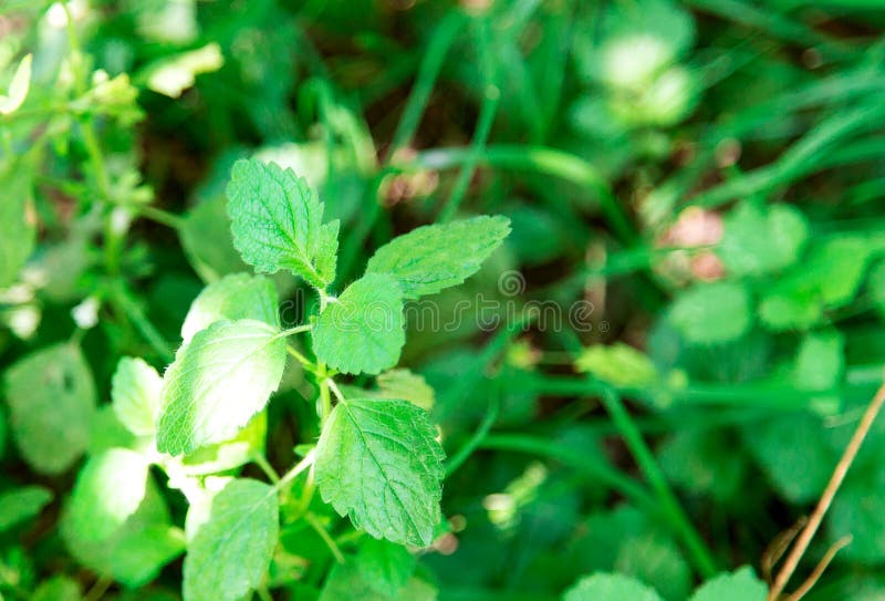 Grass, weed, lemon balm stock image. Image of flowers - 33646435