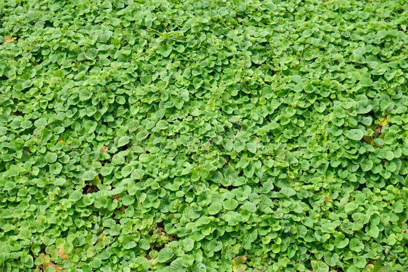 Grass Weeds or Creeping Plants are Crawling Covering Stock Image ...