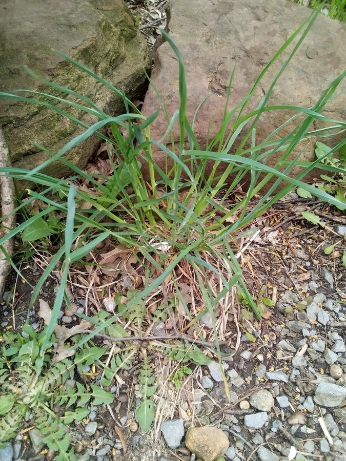 Grass and Weeds Growing from Rocks Stock Image - Image of leaf, green ...