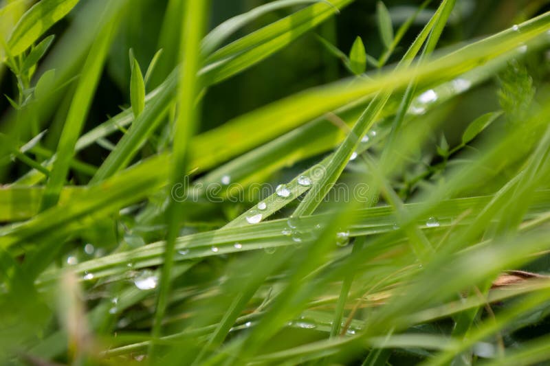 The Grass is Wet and Shiny, with Droplets of Water on it Stock Image ...
