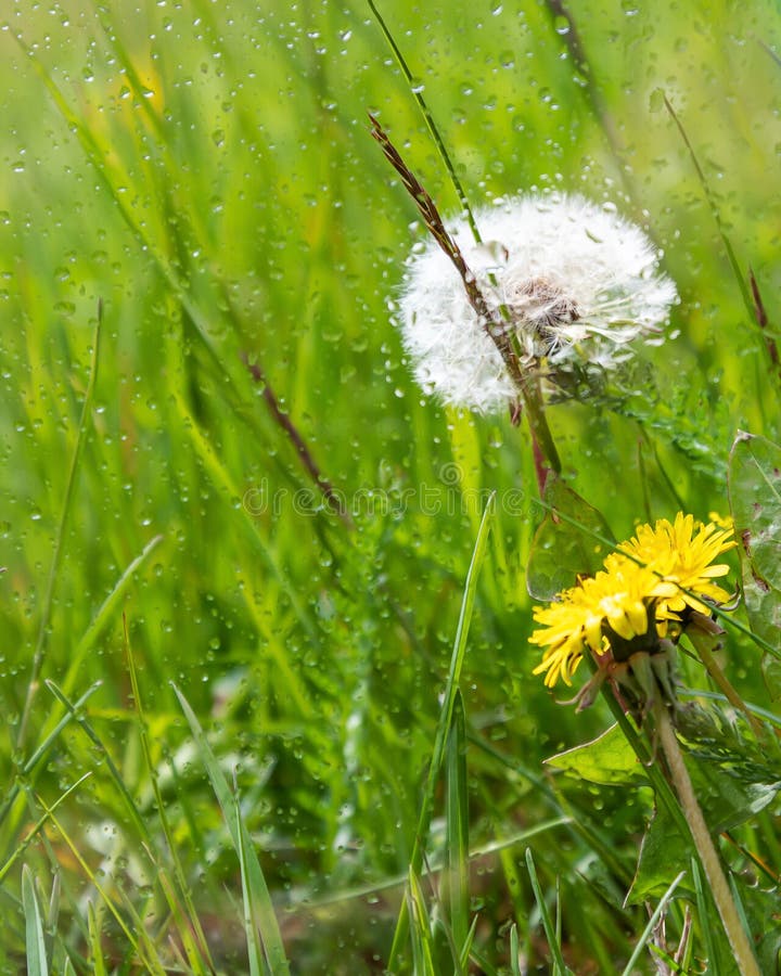 Grass through wet window stock image. Image of beautiful - 191086287